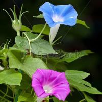 Camouline – Tipeee