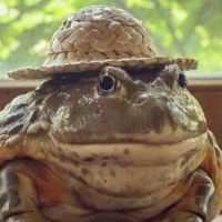 Faunecool – Tipeee