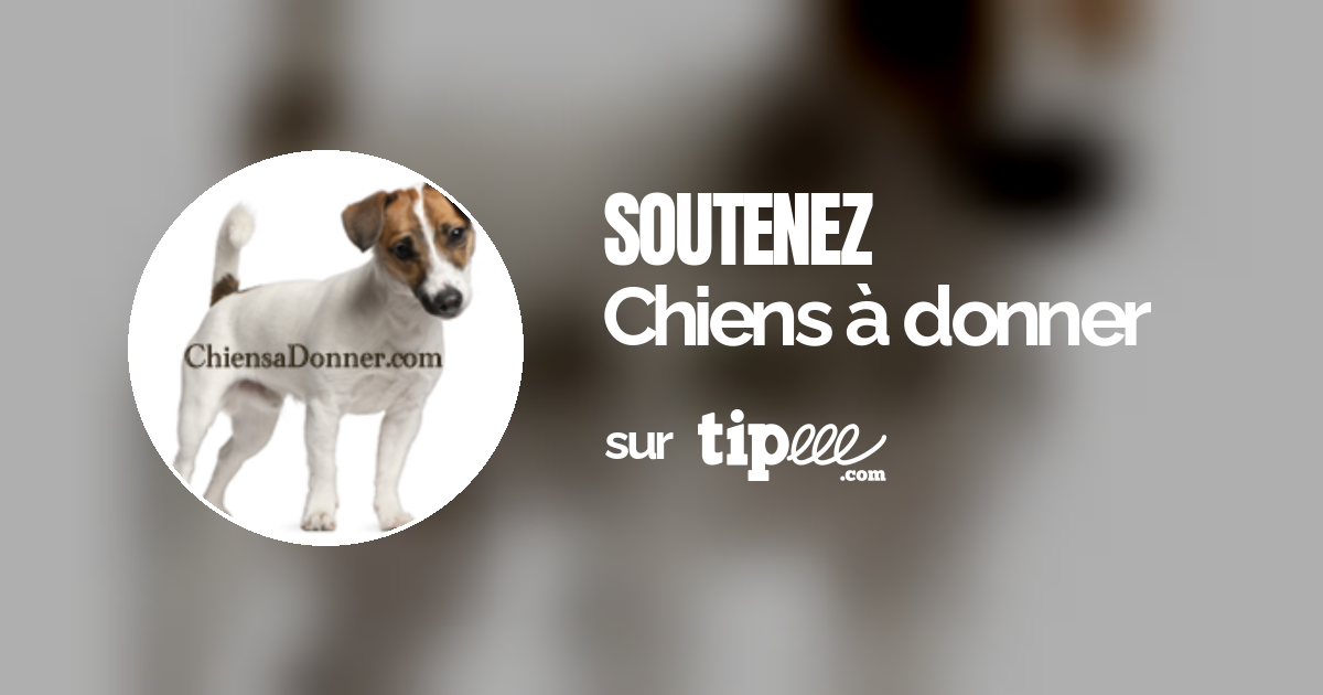 Chiens à donner – Tipeee