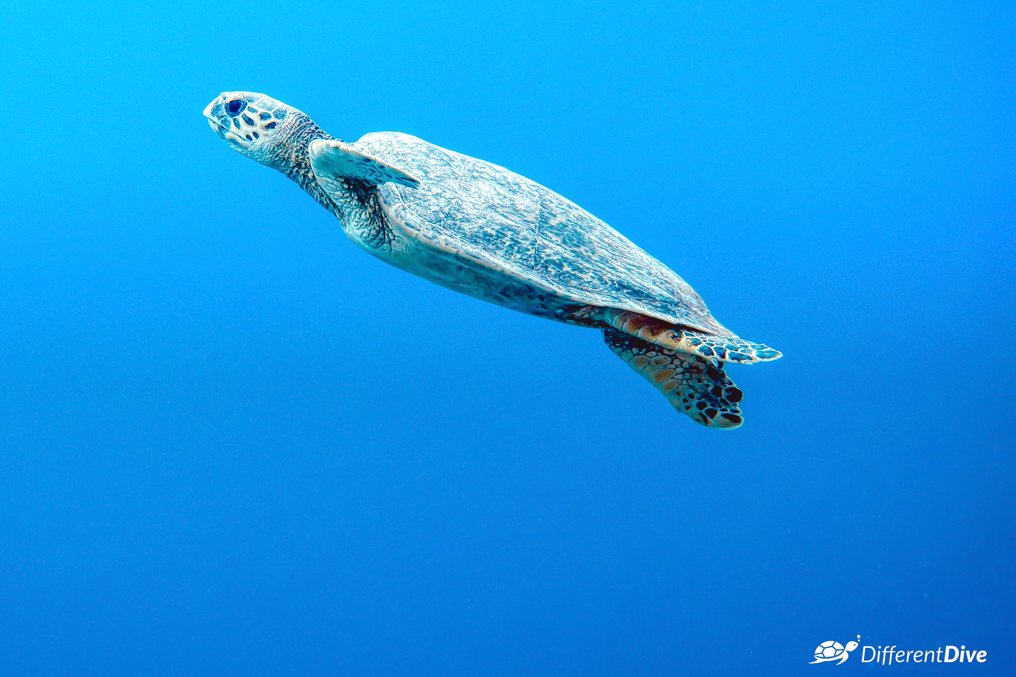 Different Dive – Tipeee