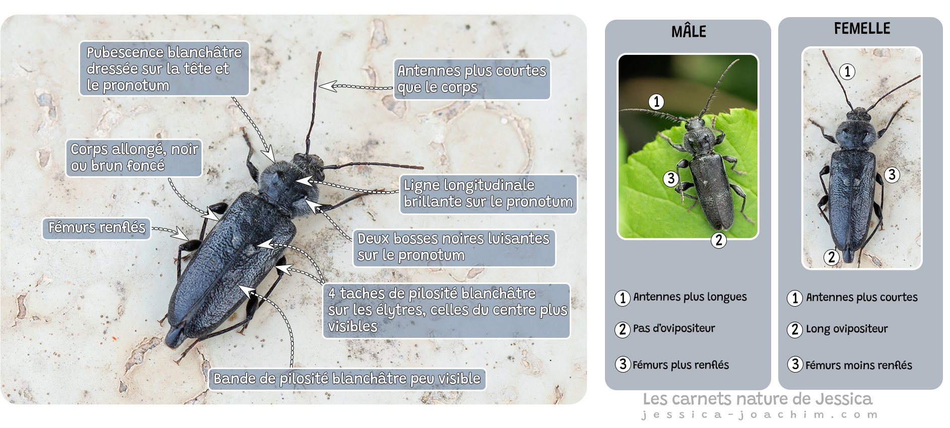 Les carnets nature de Jessica – Tipeee