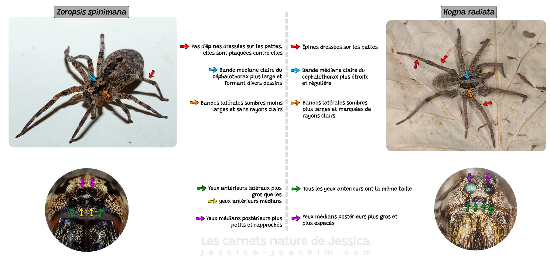 Les carnets nature de Jessica – Tipeee