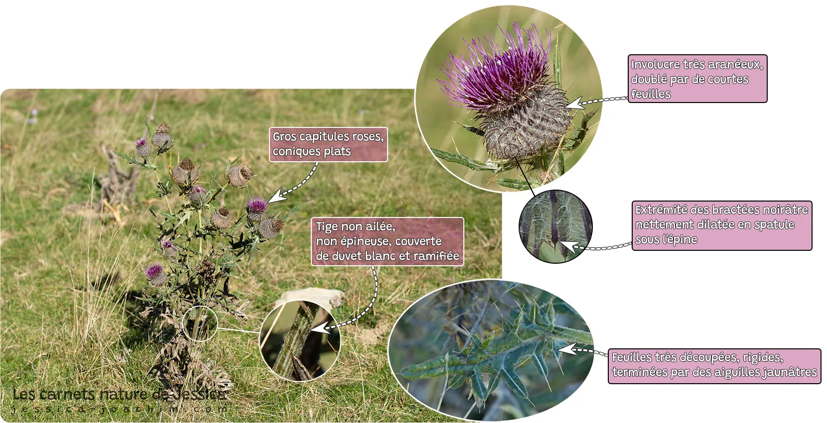 Les carnets nature de Jessica – Tipeee